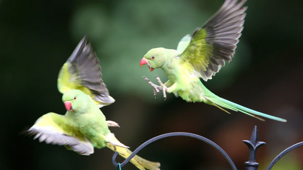 Parakeets eye battle for Richmond Park – Channel 4 News