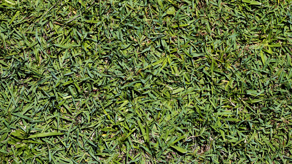 Will June heatwave see disappearance of the British lawn? – Channel 4 News