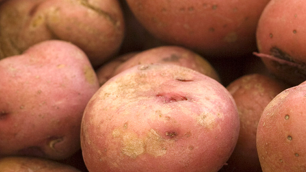 Potato project aims to create spuds you’ll like – Channel 4 News