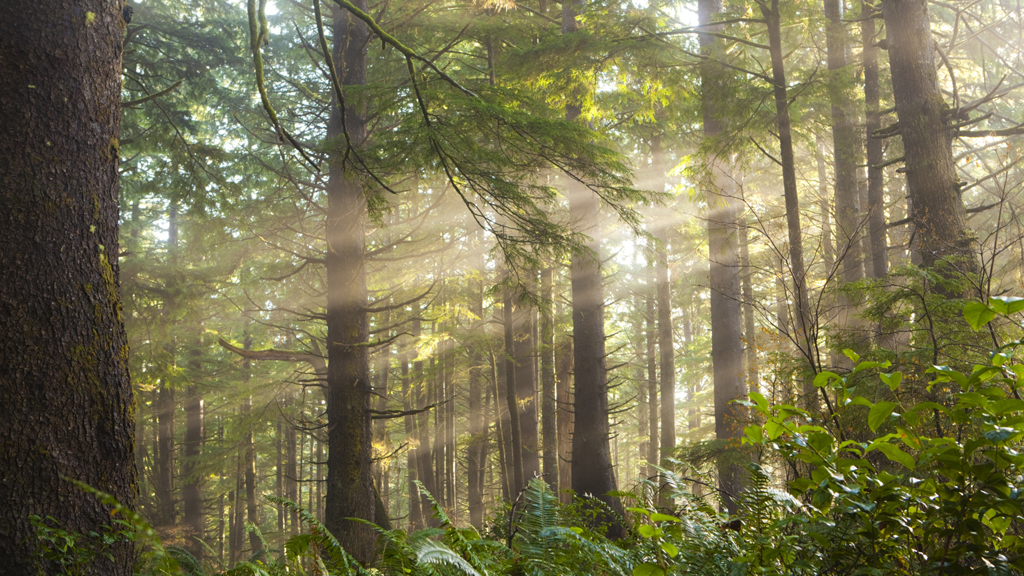 More questions over German forest boy’s story – Channel 4 News