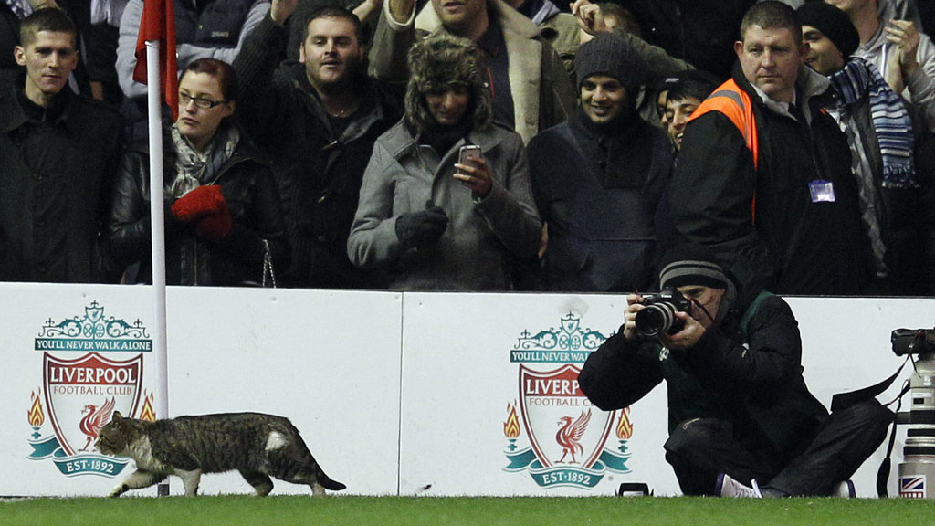 ‘Anfield cat’ racks up 20,000 followers on Twitter – Channel 4 News