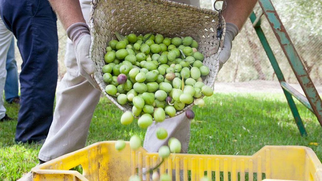 Olive olé: could the humble fruit help Spain out of crisis? – Channel 4 ...