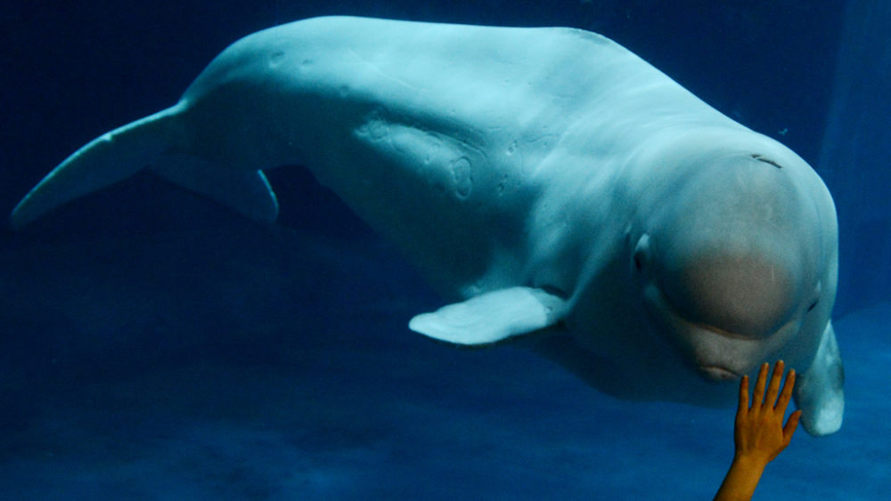 Whale’s tale: scientists release tape of ‘talking’ beluga – Channel 4 News