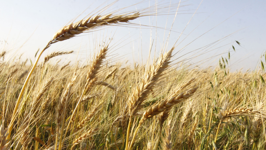 Genetic breakthrough could guarantee wheat supplies – Channel 4 News Genetic breakthrough could guarantee wheat supplies – Channel 4 News