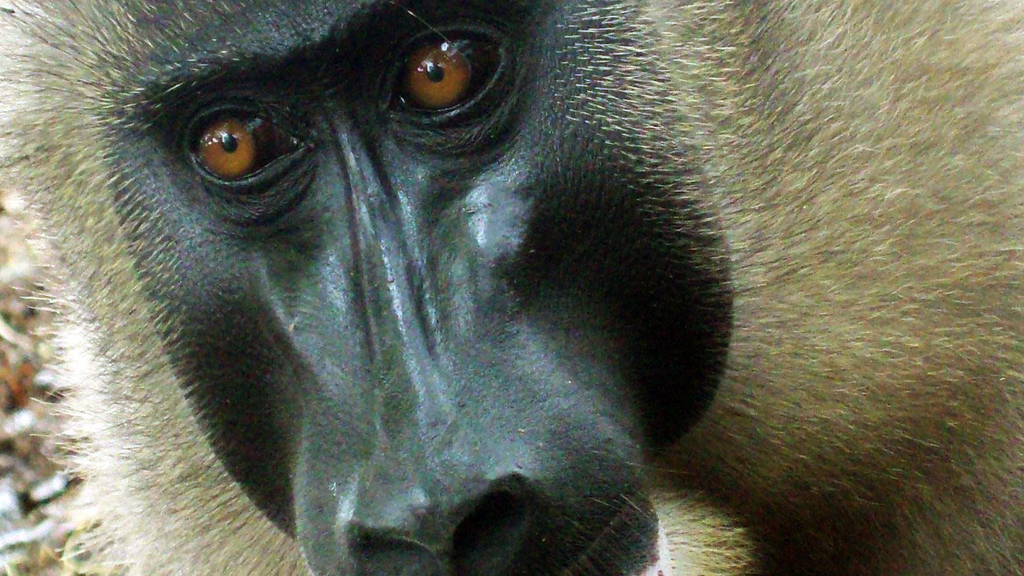 ‘Dramatic effect’ of bushmeat hunting on African rainforests – Channel ...