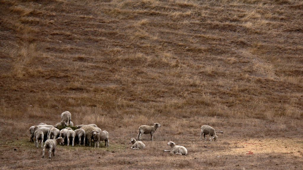 New Zealand suffering most widespread drought in 30 years – Channel 4 News