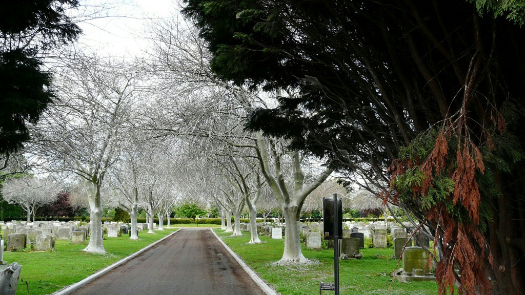 Southend cemetery covered in ghostly moth webs – Channel 4 News