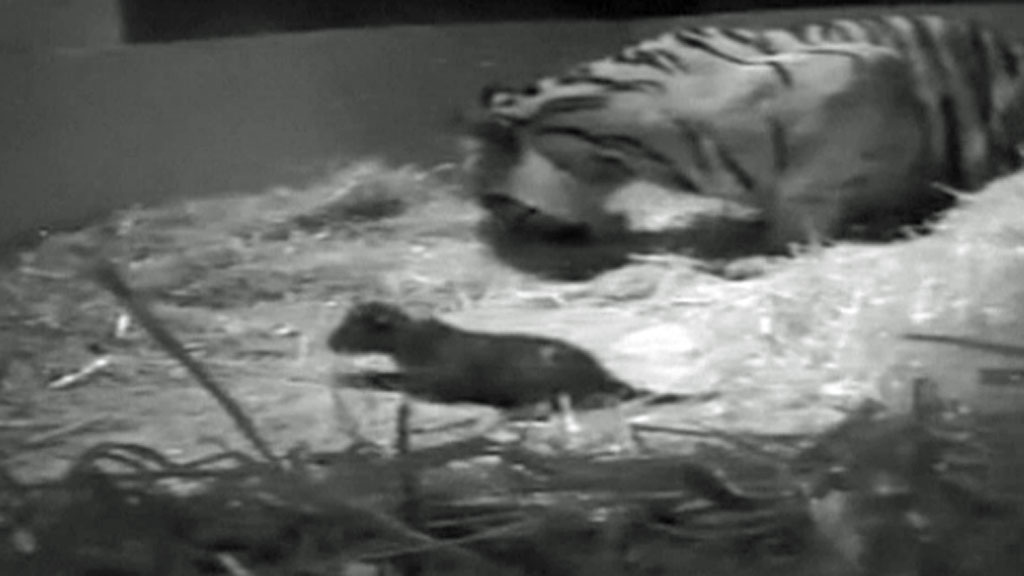 London Zoo ‘distraught’ after tiger cub drowns – Channel 4 News
