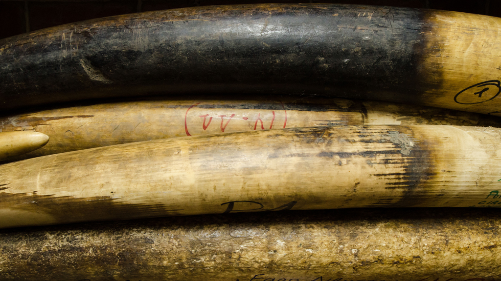 Bloody battle to save Congo elephants from ivory poachers – Channel 4 News