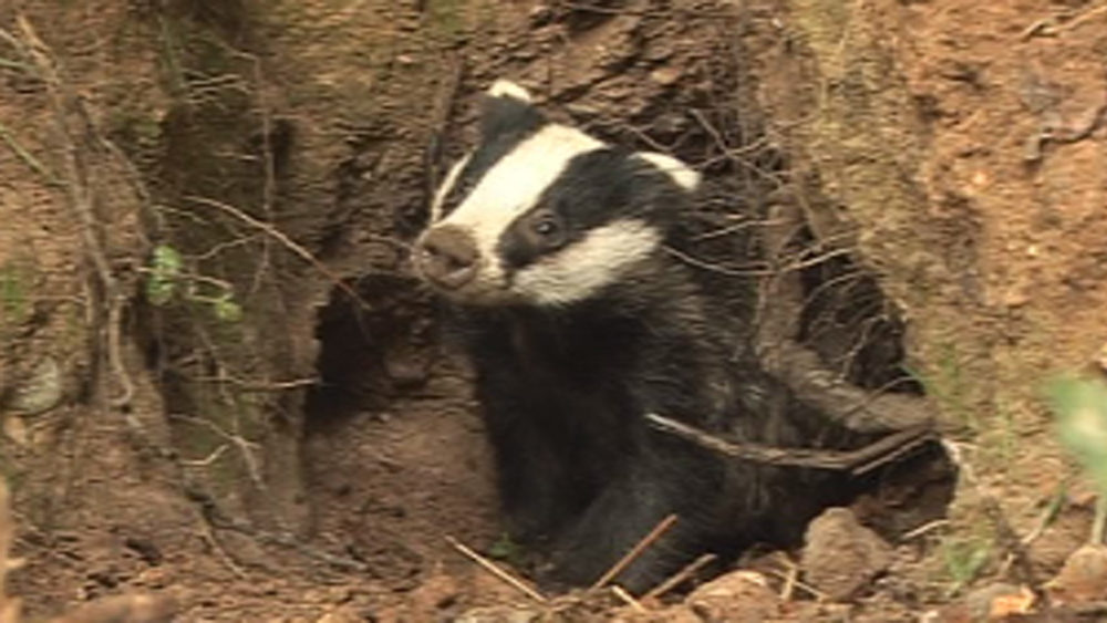 Now you can’t get me: badgers ‘fight back’ – Channel 4 News