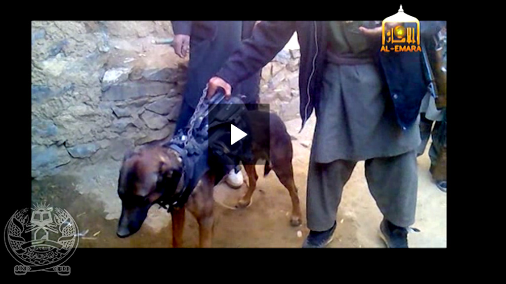 Army sniffer dog captured by Taliban ‘from British unit’ – Channel 4 News