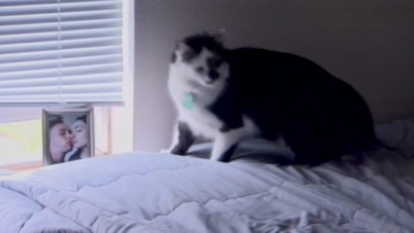 ‘We’re trapped’: family held hostage by pet cat – Channel 4 News