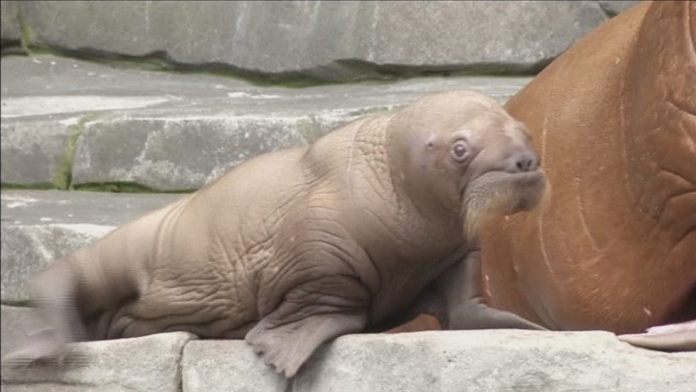 Baby walrus shown at German zoo – Channel 4 News