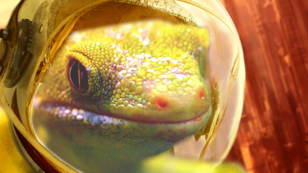 And the gecko shall inherit the earth – Channel 4 News