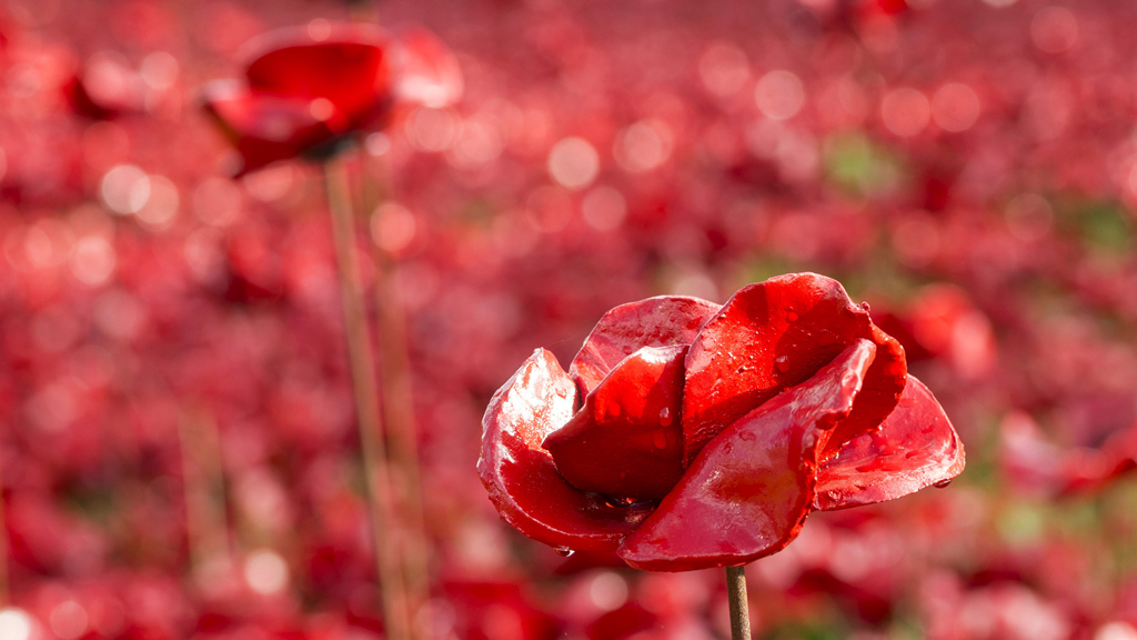 ‘Why I bought a Tower of London poppy’ – Channel 4 News