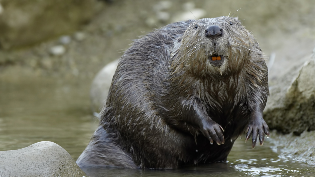 Devon beavers living in wild given reprieve – Channel 4 News