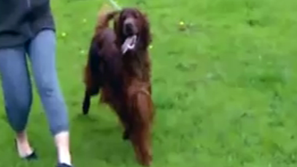Was Jagger the Crufts dog poisoned? – Channel 4 News