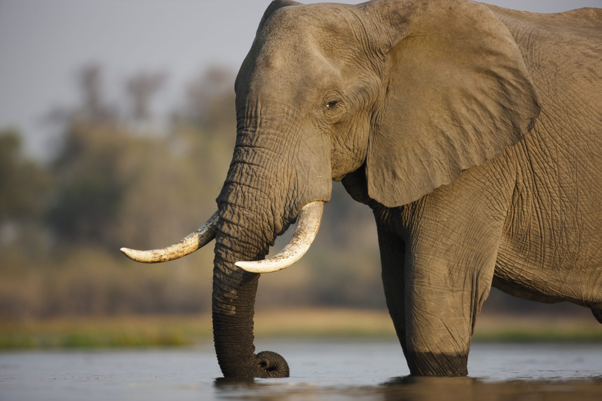 Ivory trade in namibia