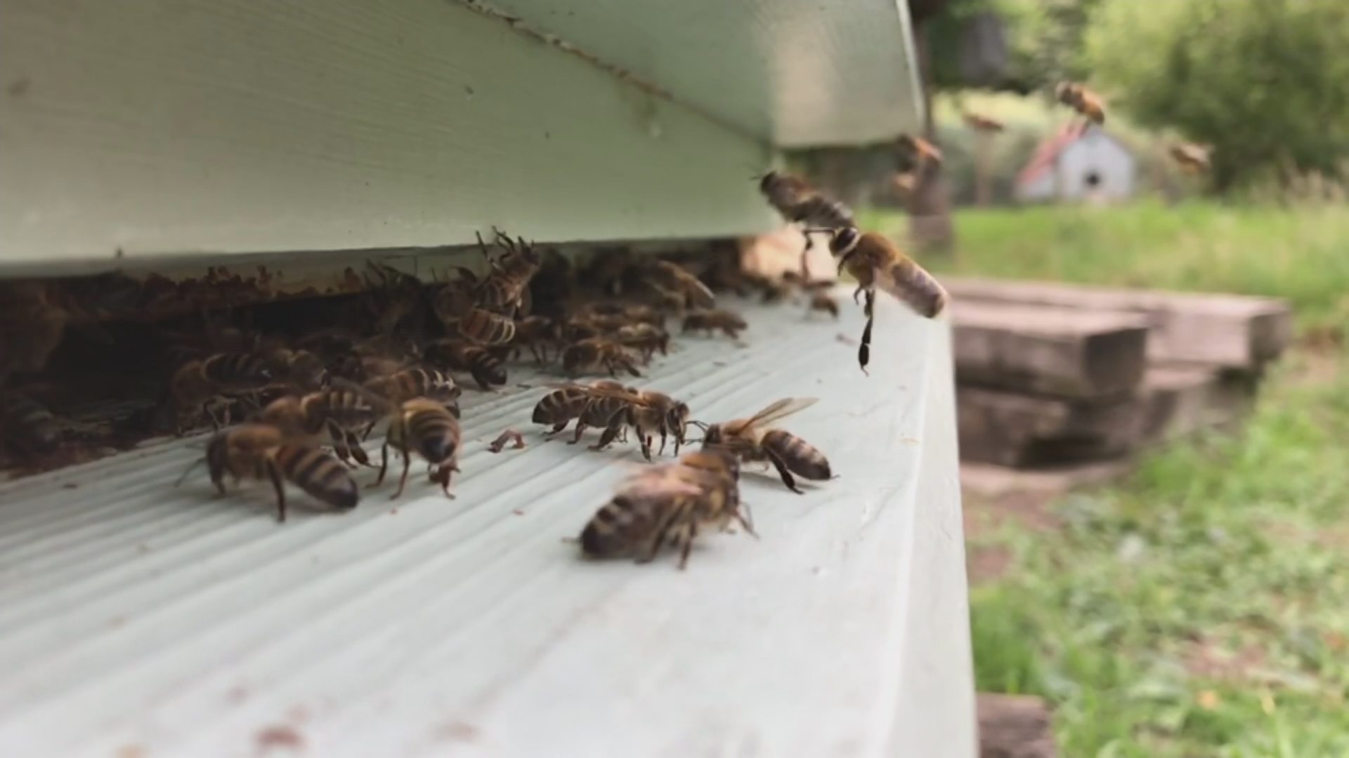 Insects decline threatens ‘catastrophic collapse of nature’s ecosystems ...