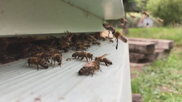 Insects decline threatens ‘catastrophic collapse of nature’s ecosystems ...