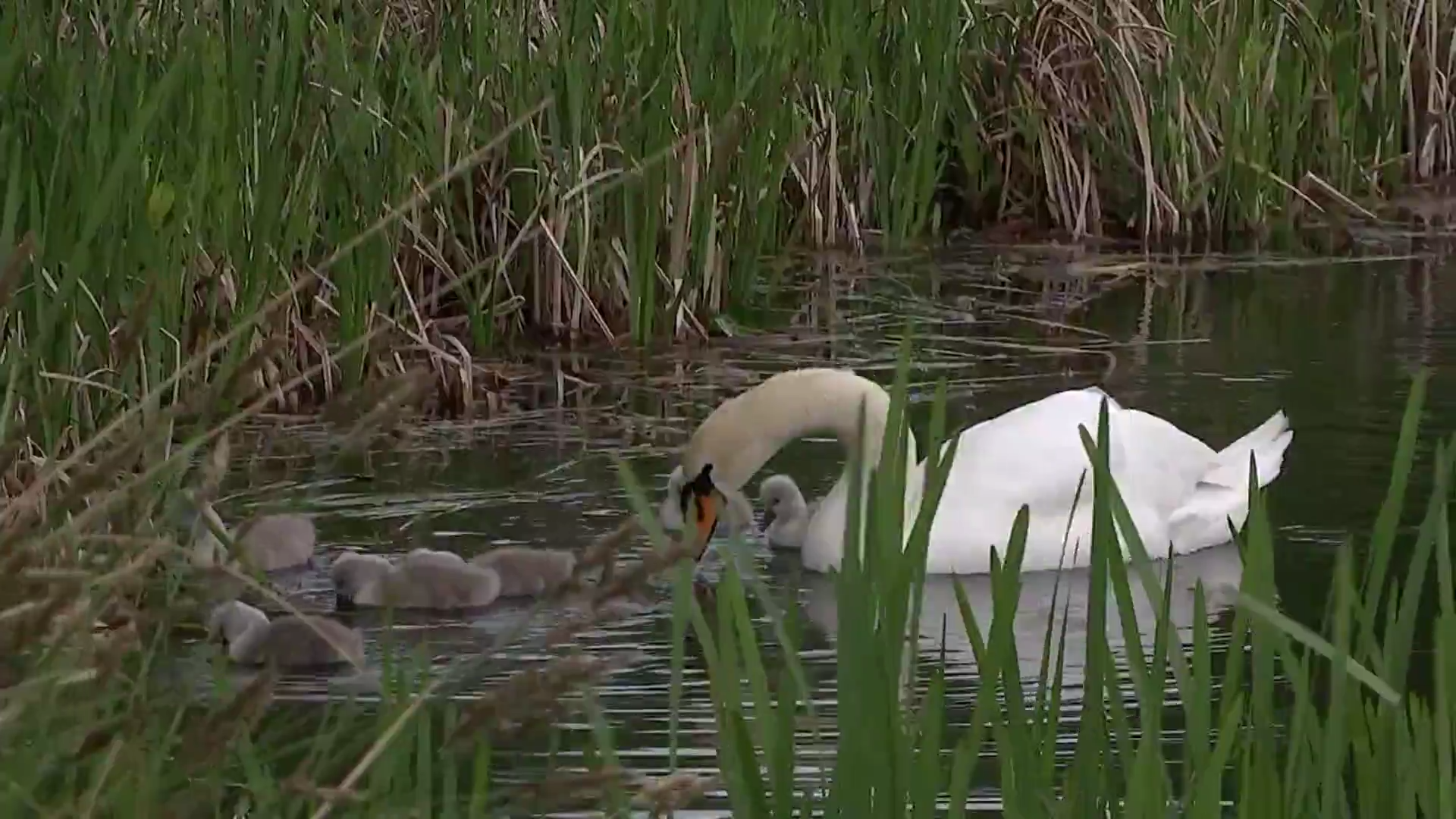 Wildlife across the world declining at ‘unprecedented’ rate, UN warns ...