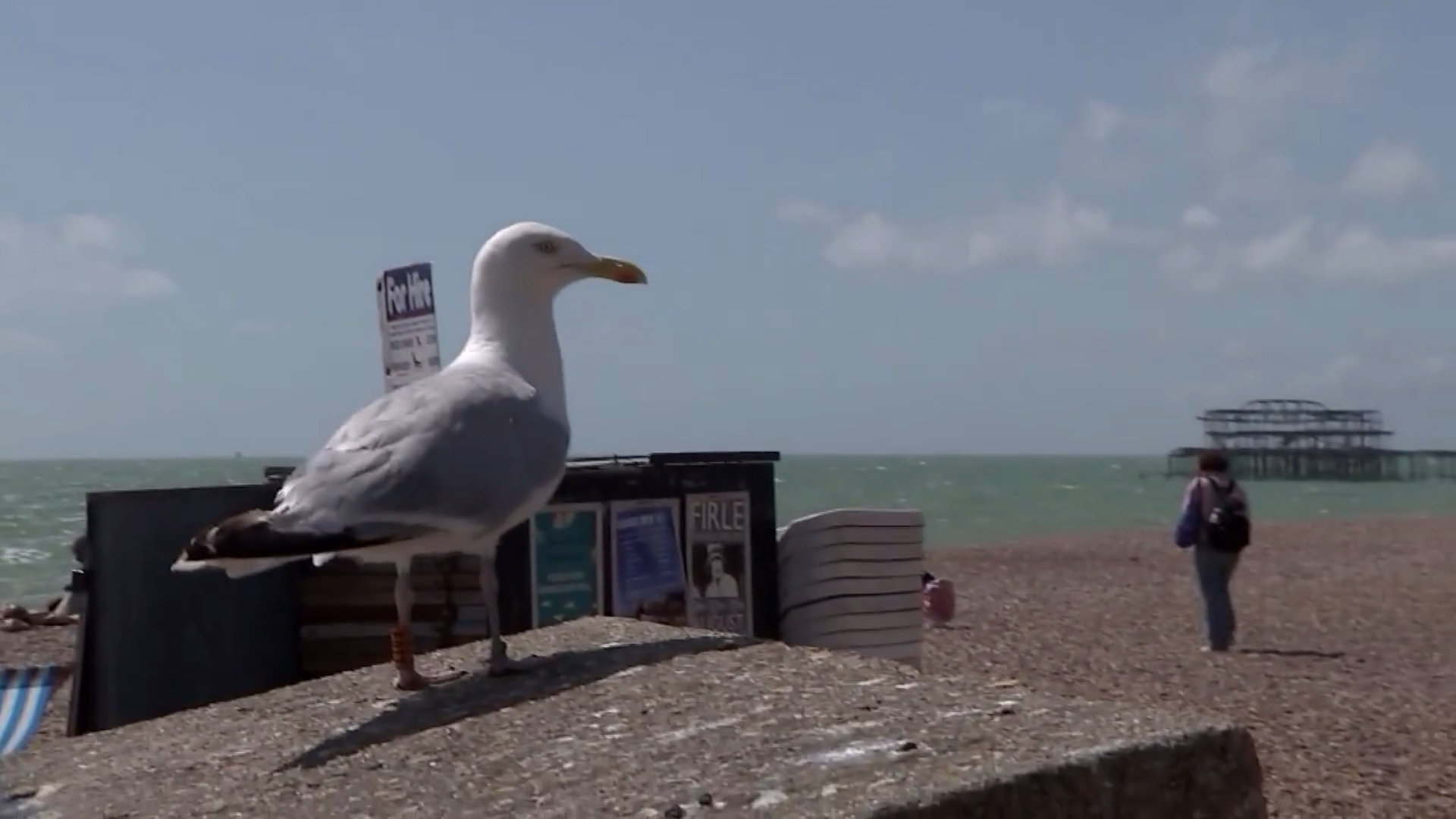 Can you stare down a seagull to stop it stealing chips – the science ...