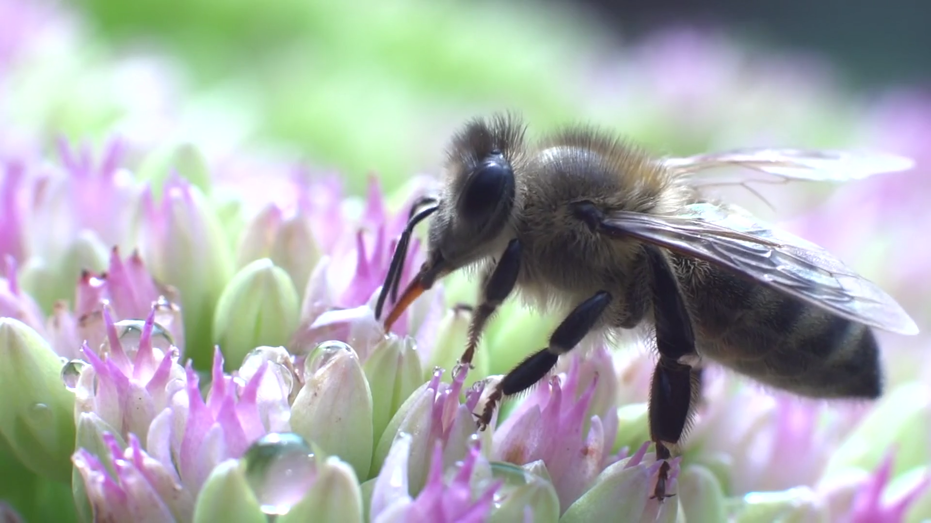 Wales buzzing to bee-come the world’s most bee-friendly country ...