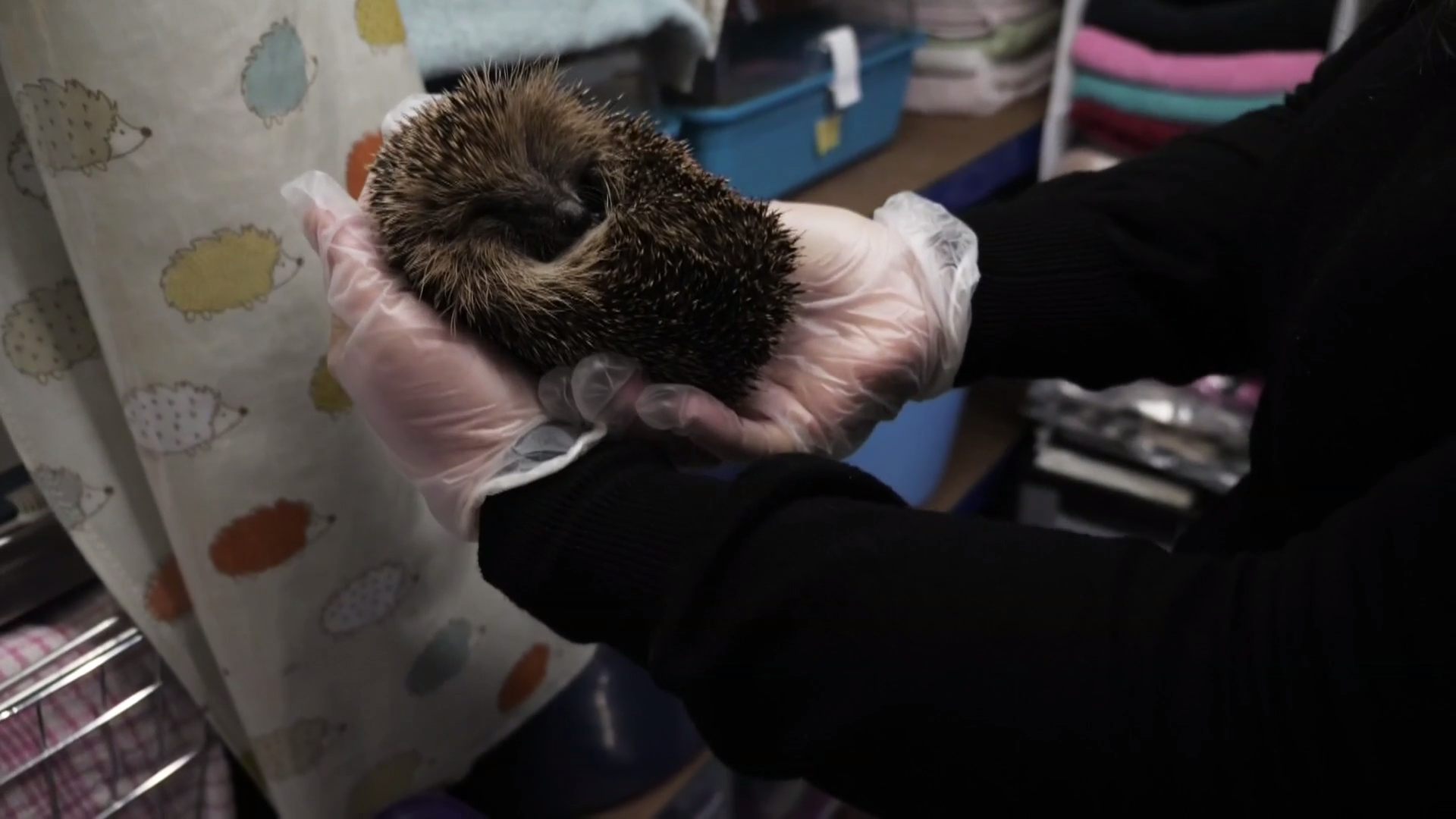 Why Britain’s hedgehogs are in serious trouble – Channel 4 News