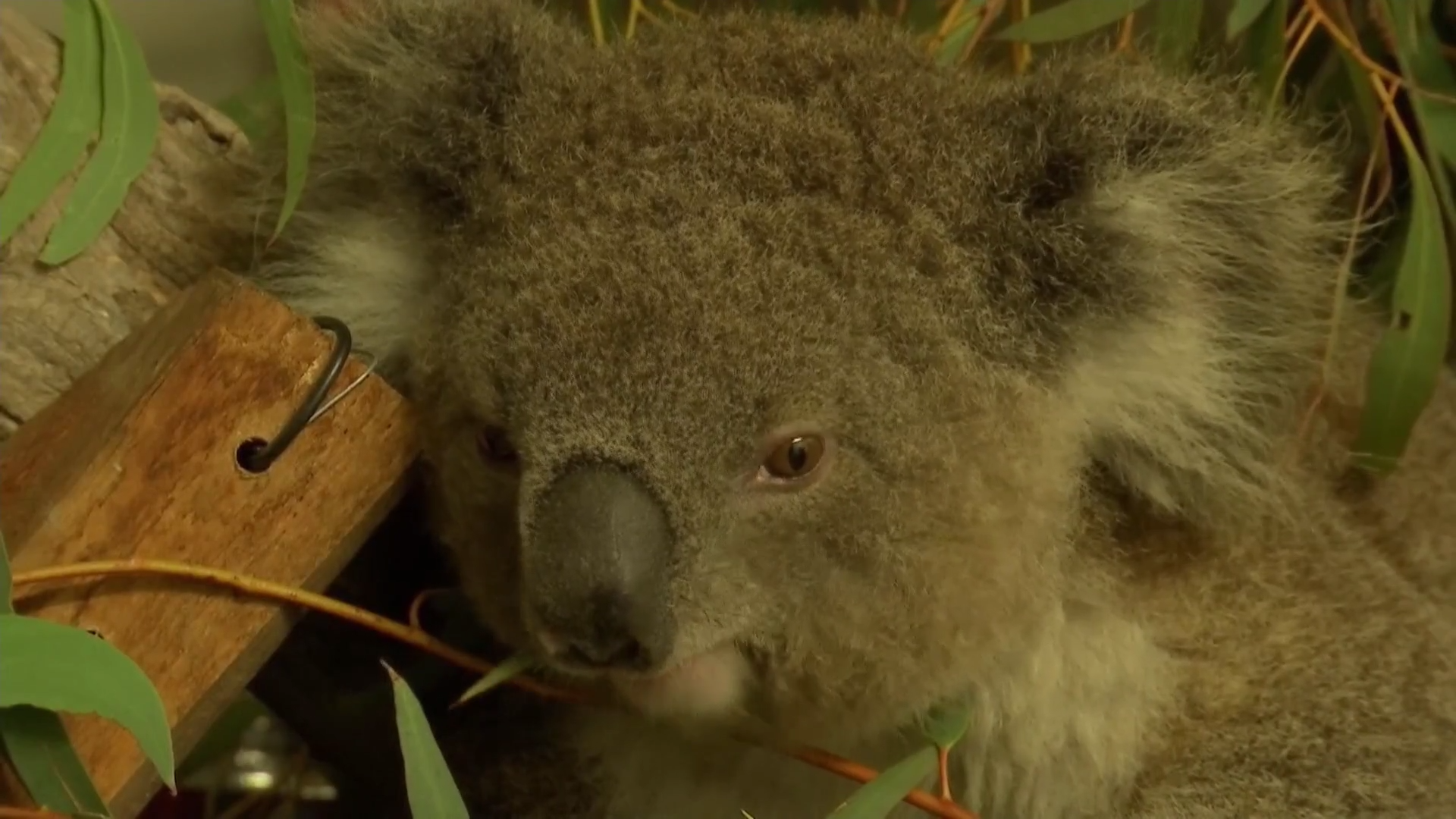 Volunteers battle to save Australia’s animals as wildfires spread ...