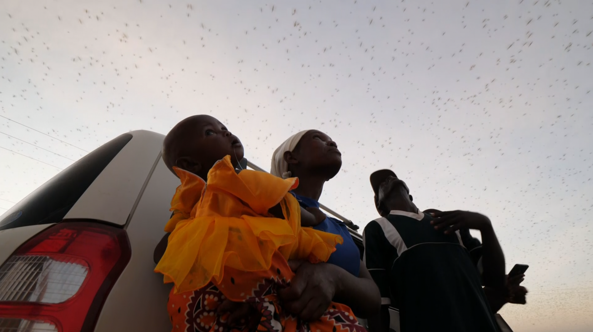 Huge swarm of locusts causes devastation in east Africa – as Jamal ...