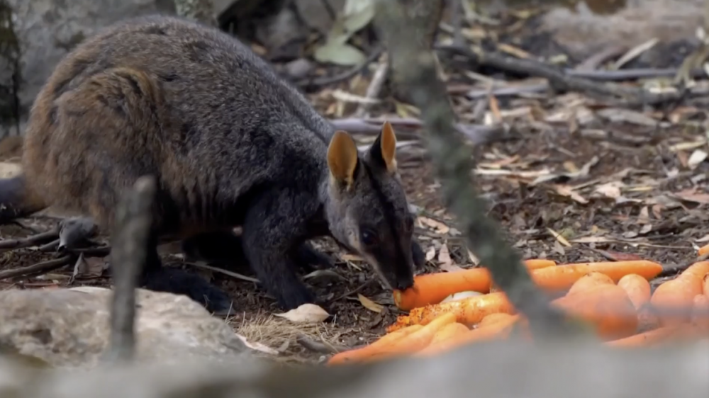 Three billion animals killed or displaced during Australian wildfires ...