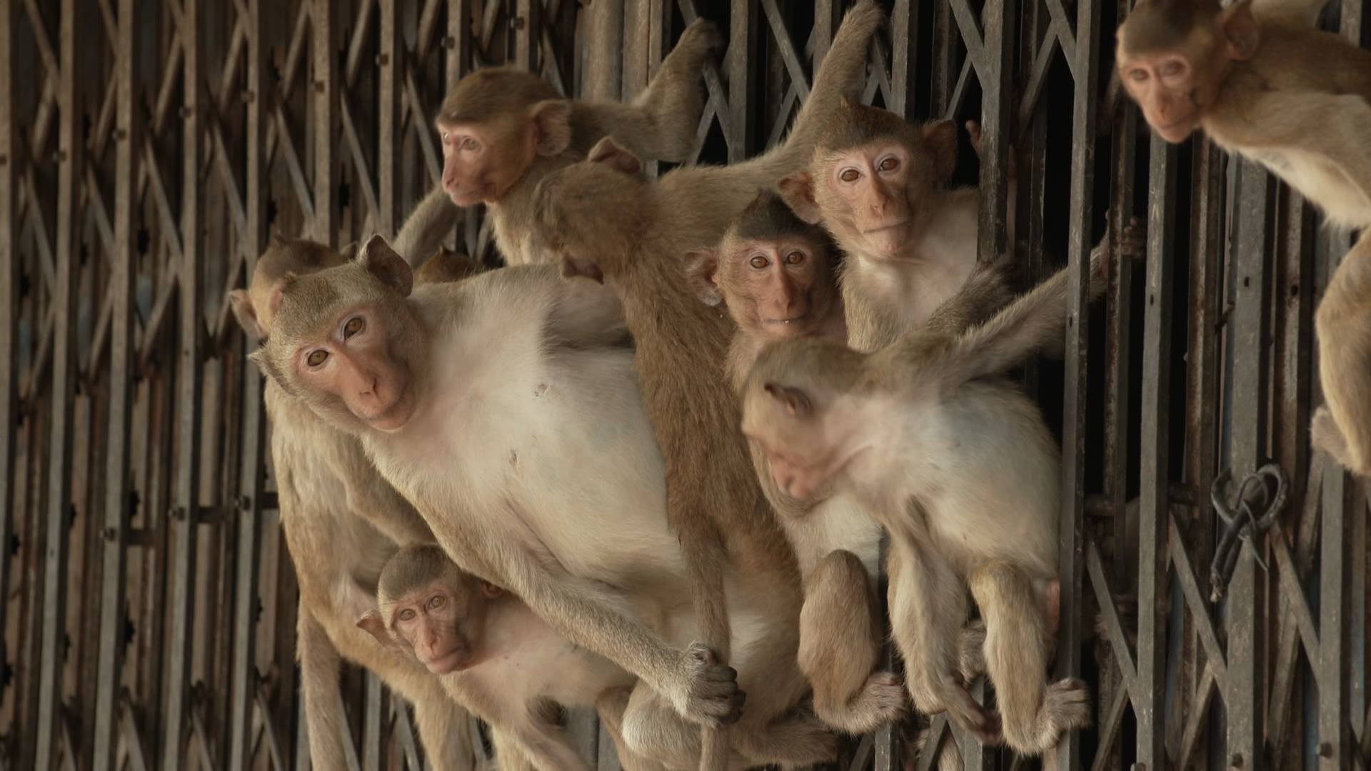 How the Covid-19 pandemic gave a Thai monkey population newfound ...