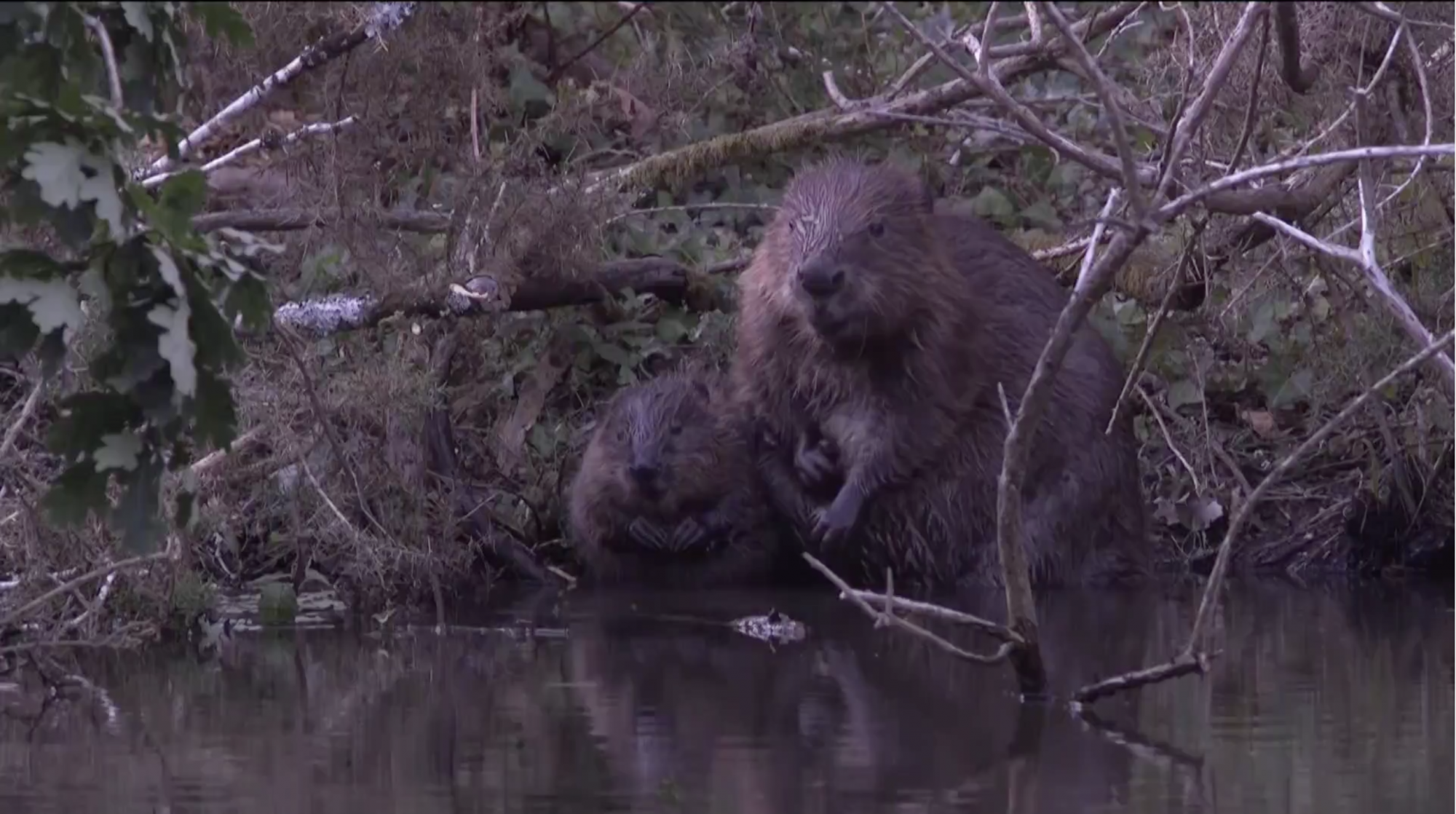 Dozens of beavers killed in Scotland despite protected species status ...