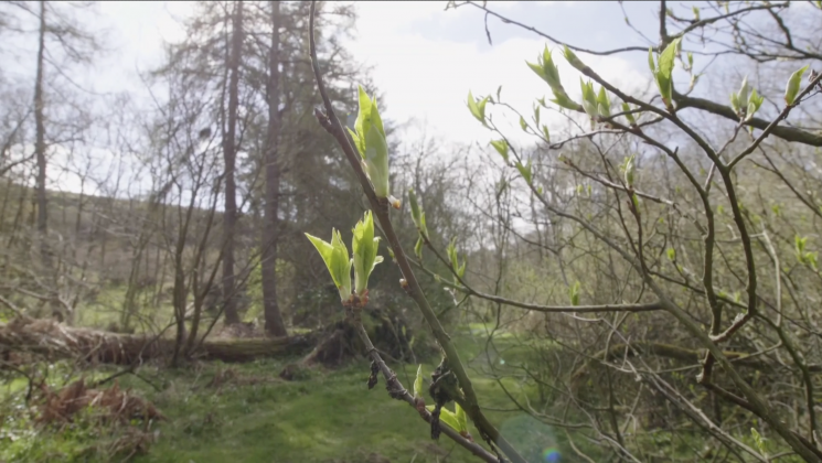 UK woodlands ‘reaching crisis point’ amid ‘barrage’ of threats ...