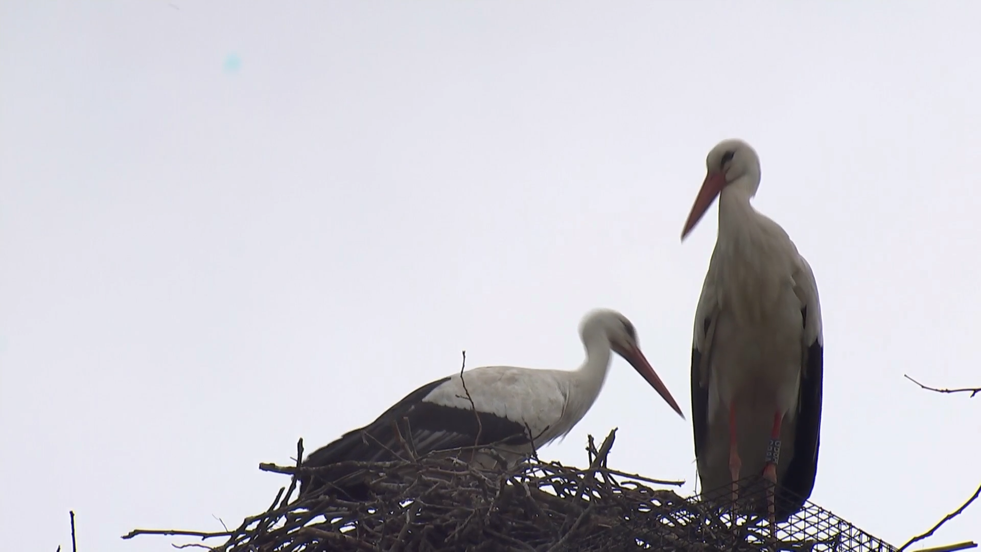 Wild storks hatch in Britain for first time in 600 years – Channel 4 News