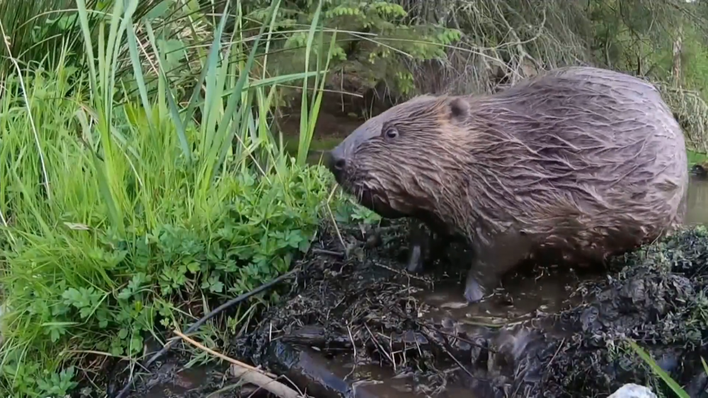 Wild beavers in Scotland at centre of rewilding row – Channel 4 News