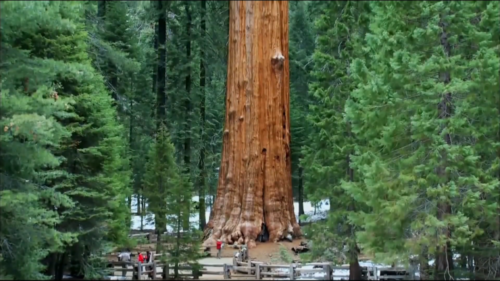 General Sherman: Ancient tree wrapped in foil to protect it from ...