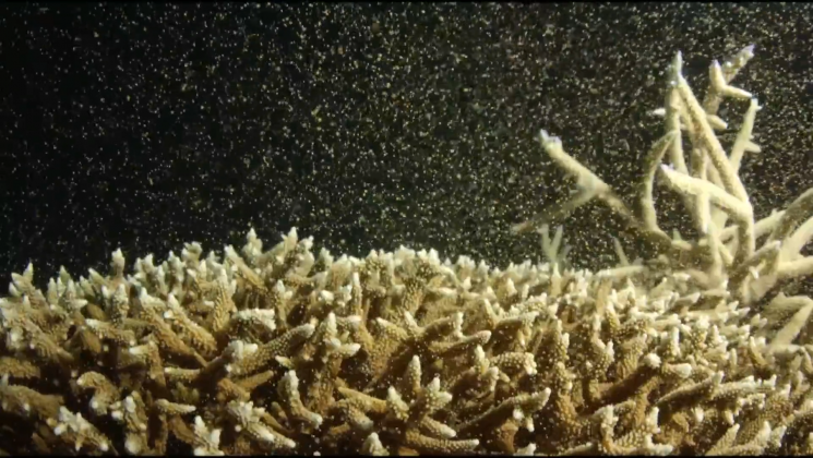 The team racing to save the Great Barrier Reef with coral IVF – Channel ...