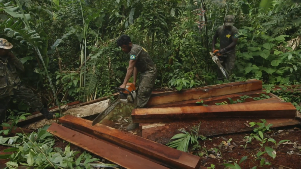 COP26: Will countries be able to deliver on deforestation pledge ...