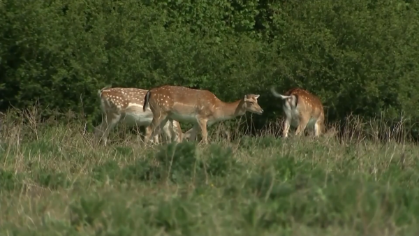Rewilding: Farmers could be paid to restore natural habitats under ...