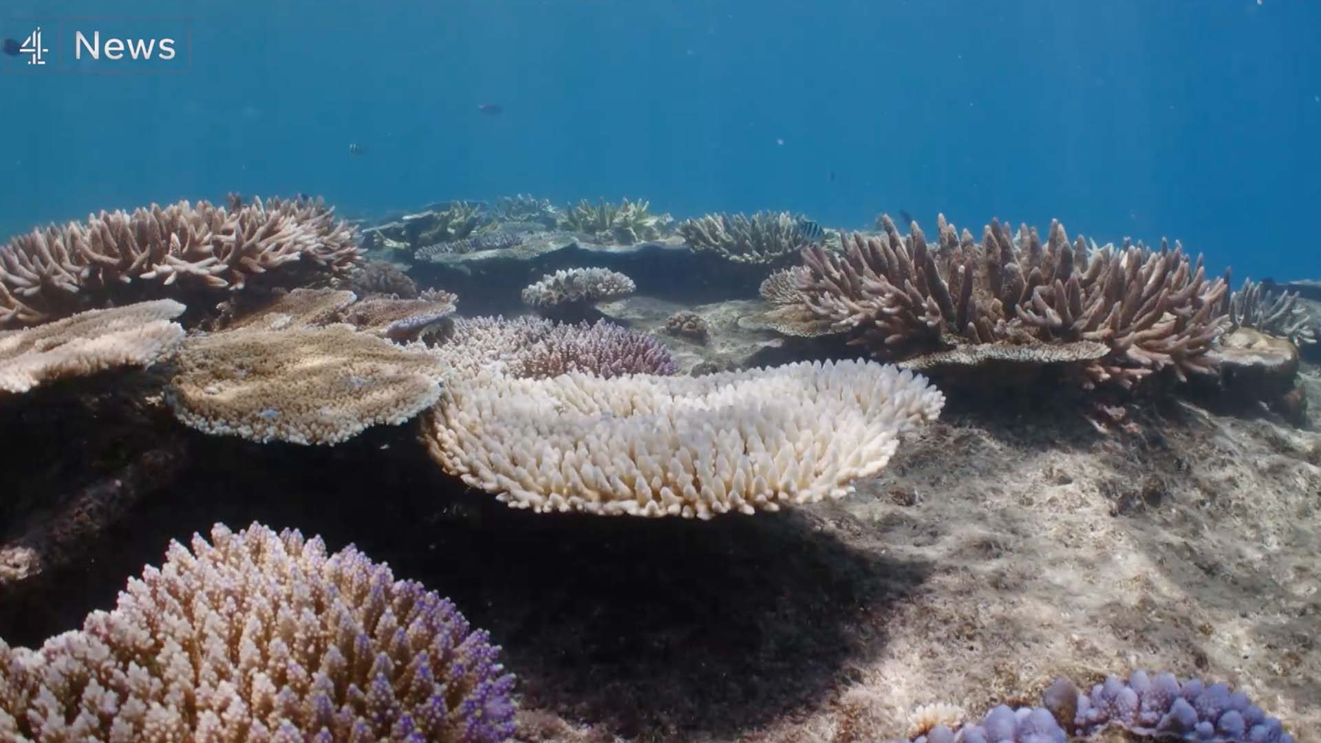 Great Barrier Reef: Could cloud brightening slow impact of coral ...