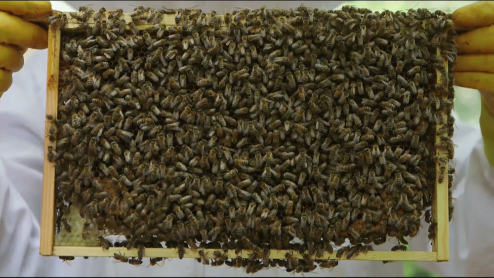 Stressed-out bees: Climate change direct impact on bees revealed in ...