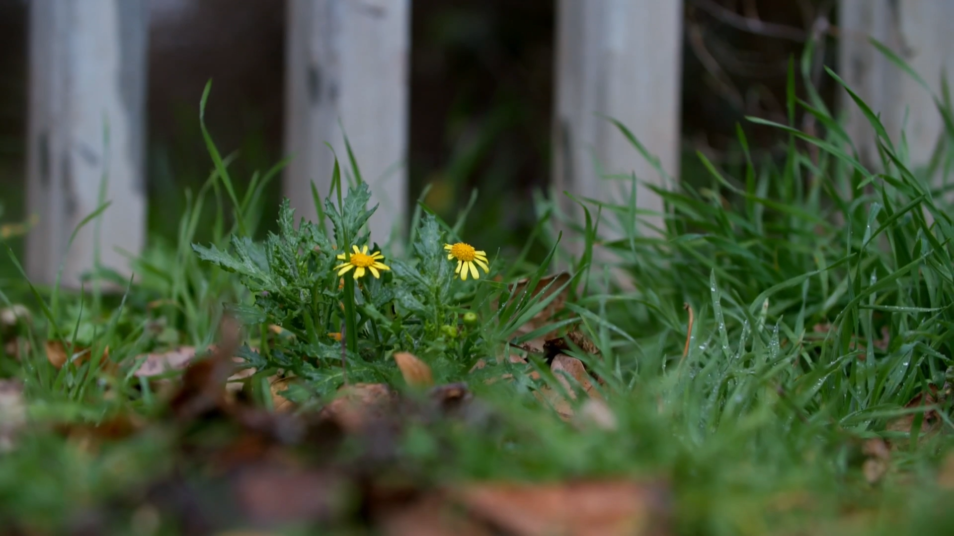 UK’s native plants outnumbered by invasive species for first time ...