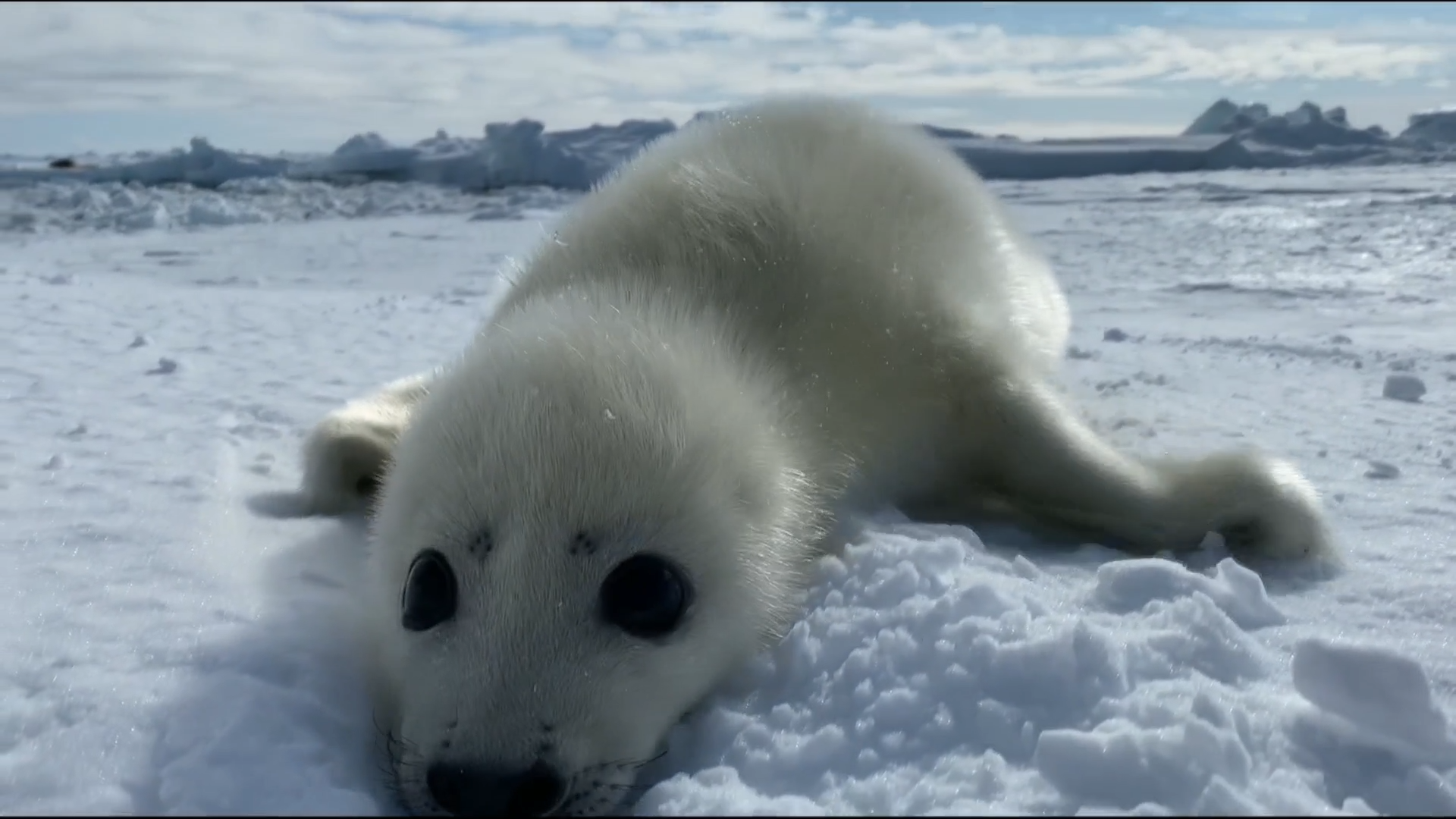 Harp Seal Pup Gif