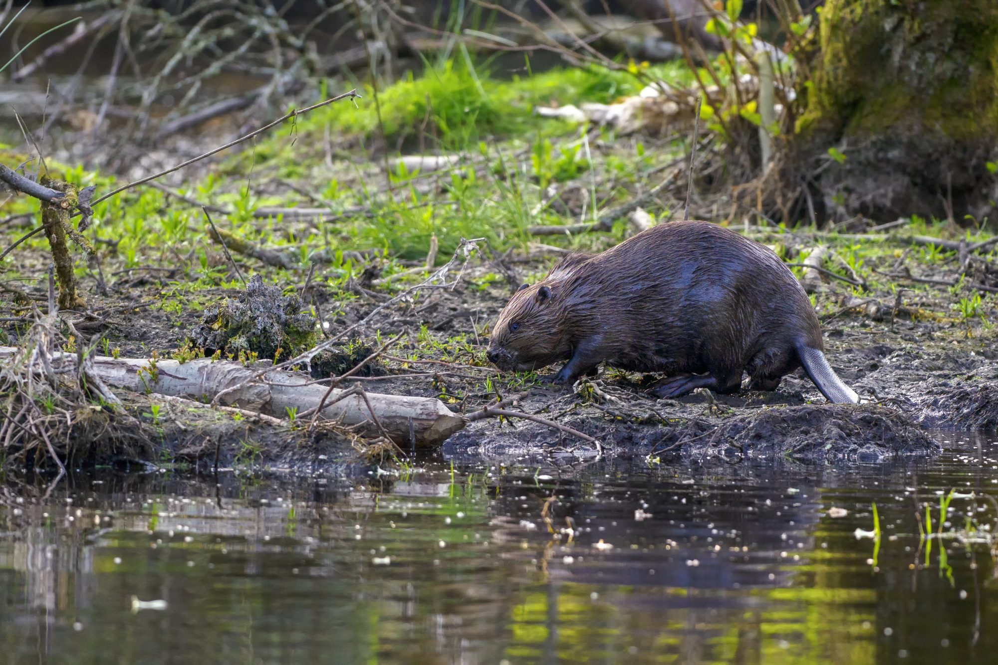 Beaver away: are England’s beavers helping or harming? – Channel 4 News