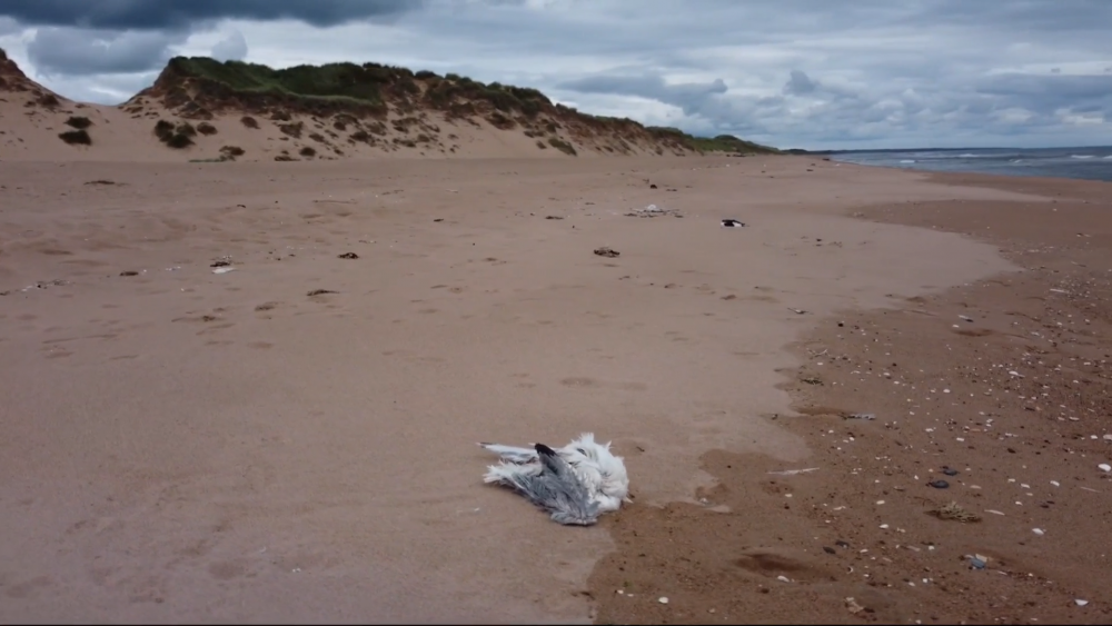 Hundreds of dead birds killed by avian flu removed from Scotland ...