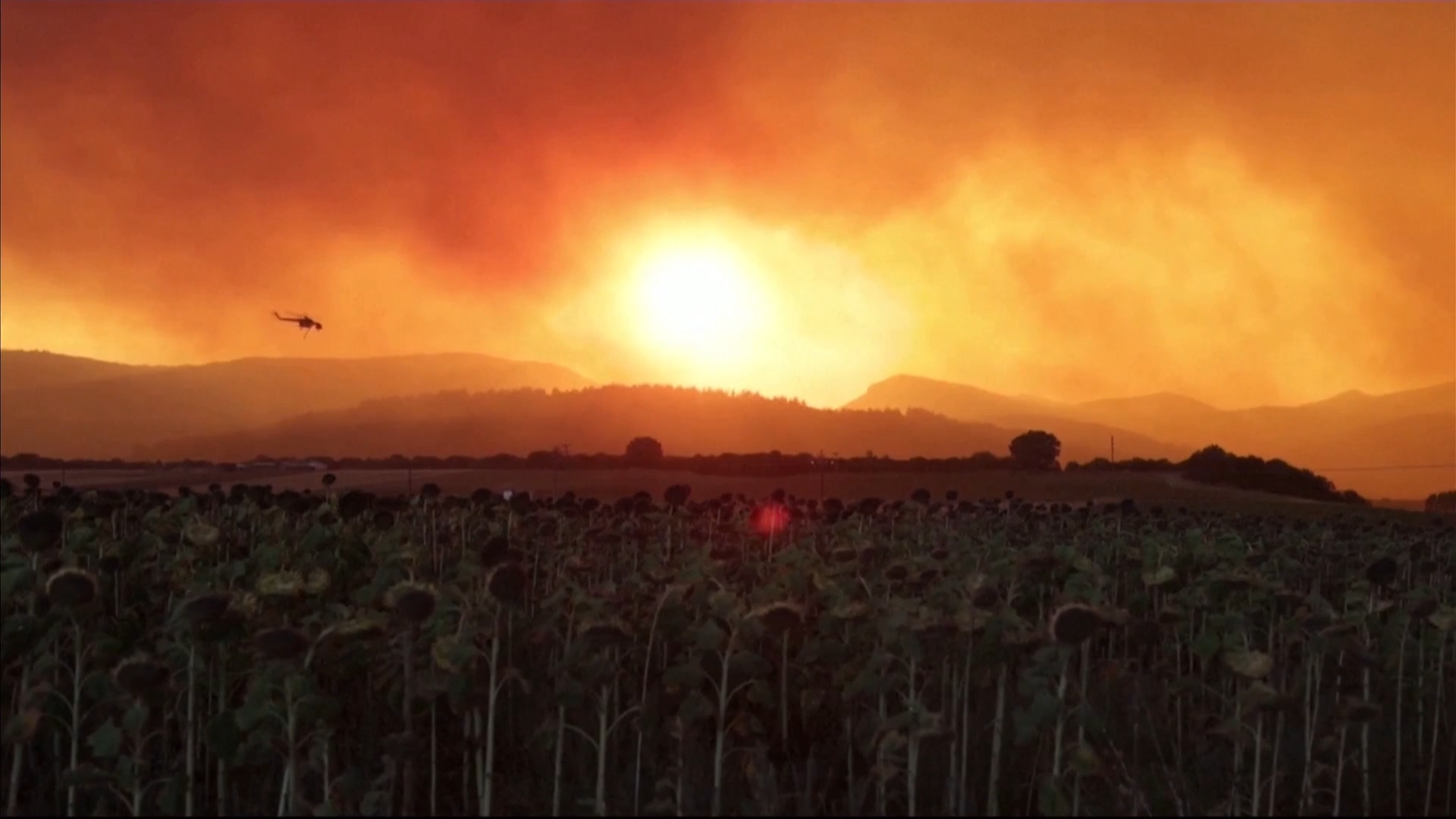 18 bodies found in Greek forest hit by wildfires – Channel 4 News