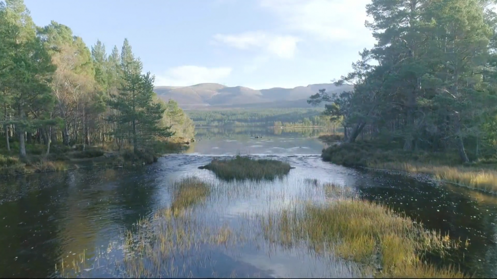 Nature in crisis: landmark report reveals plummeting British wildlife ...