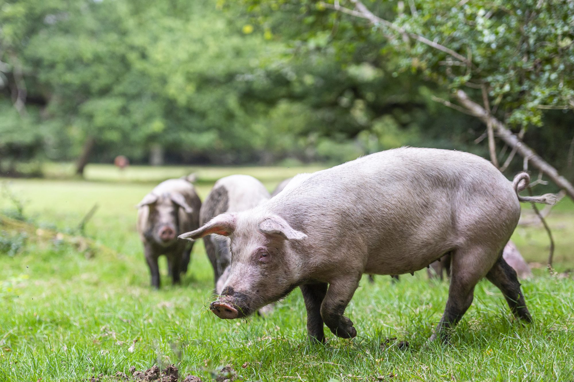 FactCheck: are experts worried about first UK ‘pig’ flu case? – Channel ...