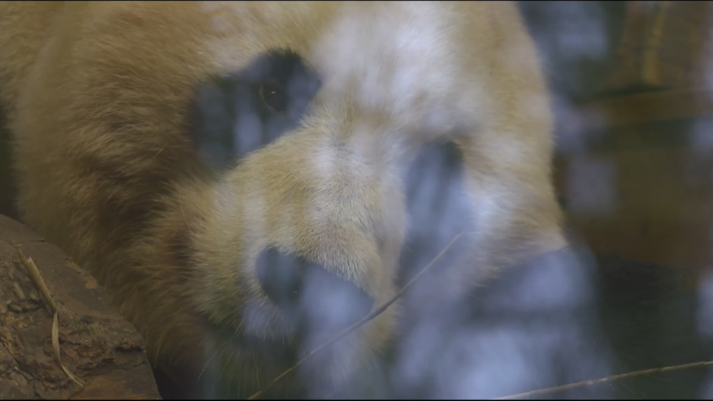 UK’s final two giant pandas begin journey back to China – Channel 4 News